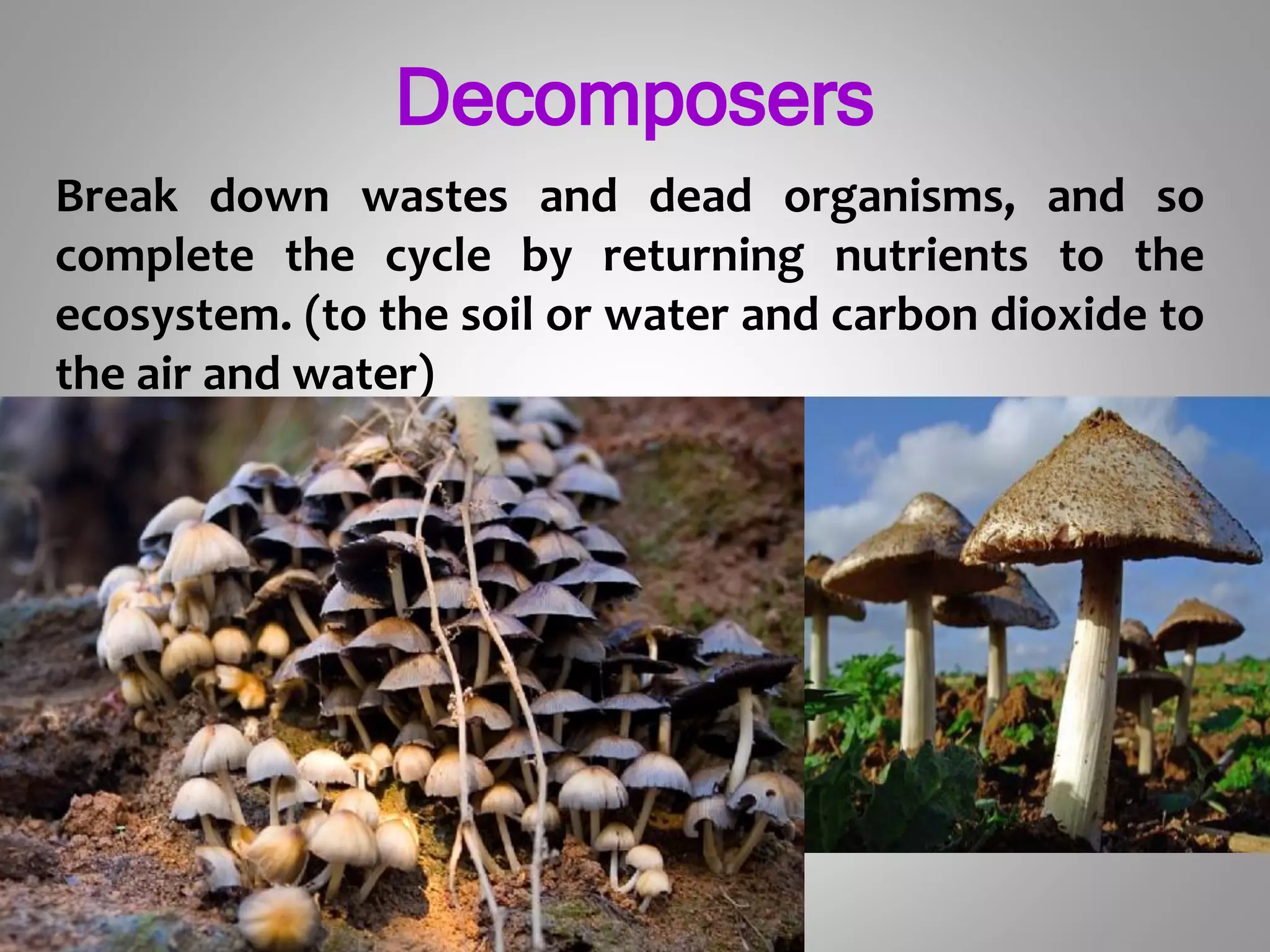 Ecology and Ecosystem | PDF