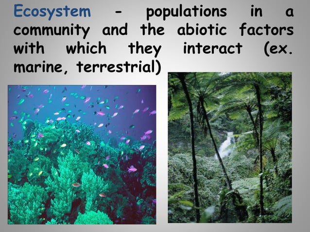 Ecology and Ecosystem | PDF | Geography | Science