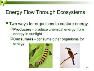 Plant Physiology: Ch.2 Energy and Enzymes.ppt