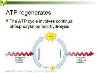 Plant Physiology: Ch.2 Energy and Enzymes.ppt