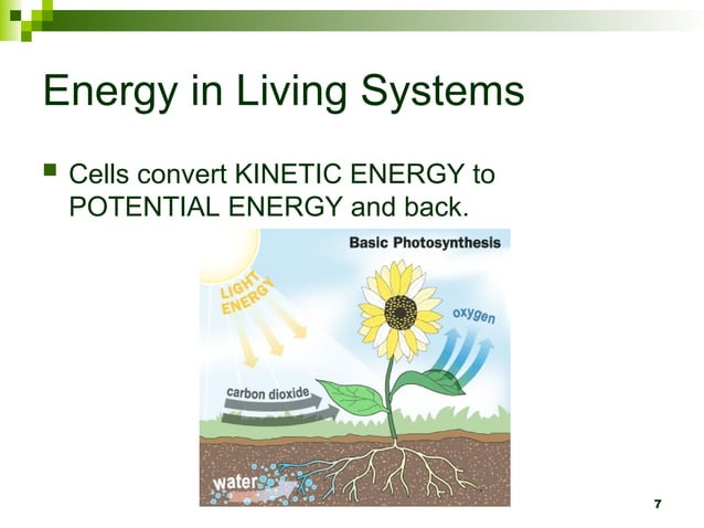 Plant Physiology: Ch.2 Energy and Enzymes.ppt