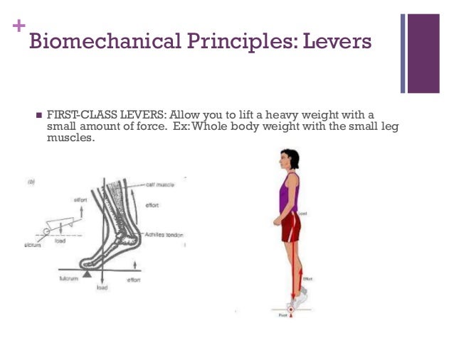 Biomechanical Levers