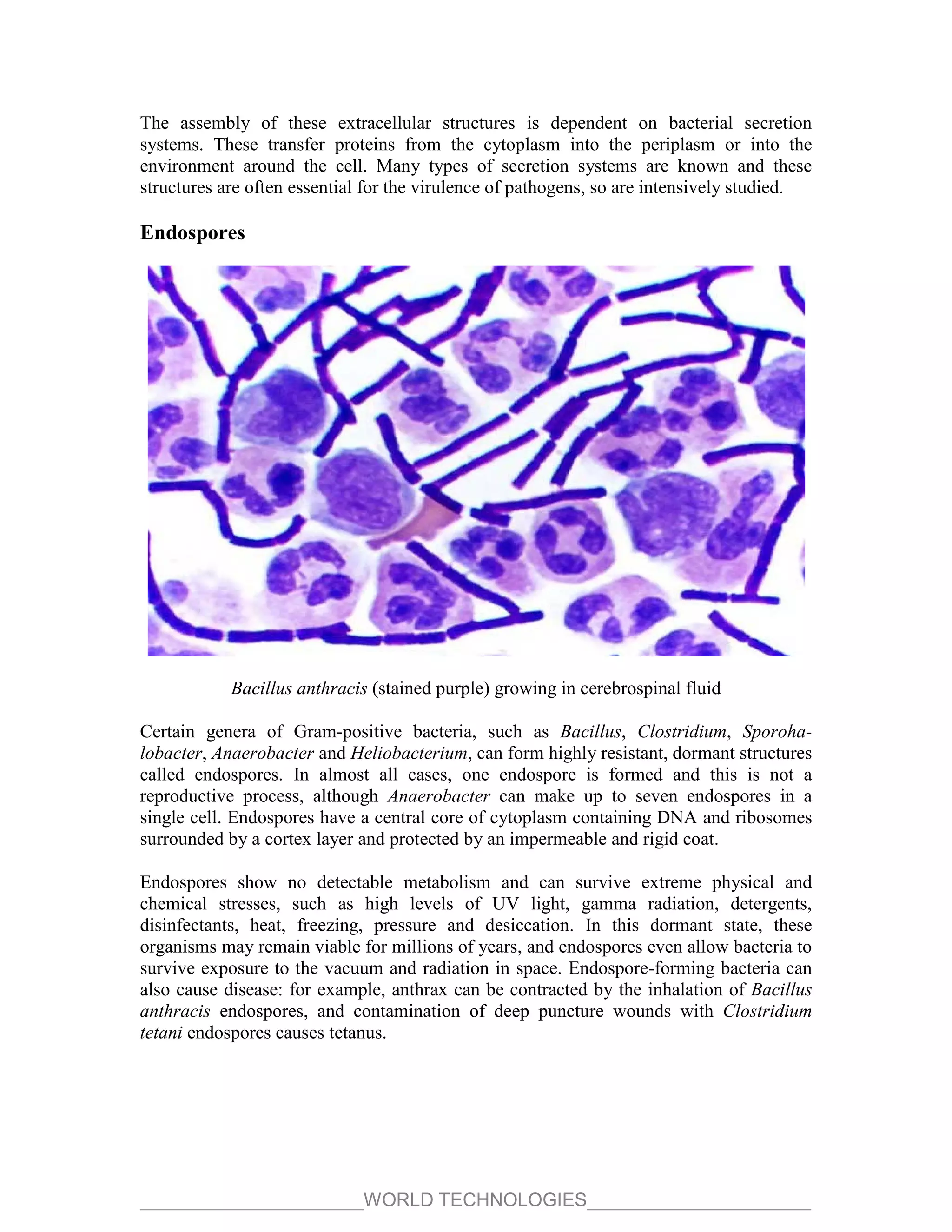 Chapter 2 Gram-Negative Bacteria and Gram-Positive Bacteria Gram ...