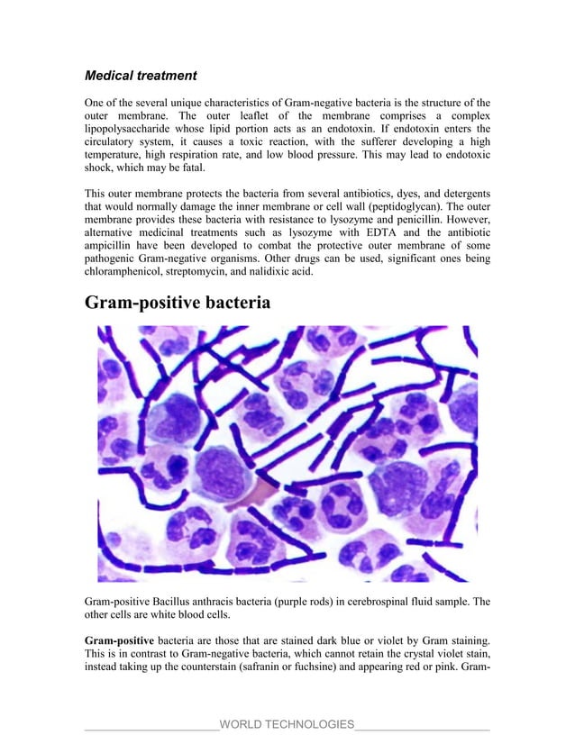 Chapter 2 Gram-Negative Bacteria and Gram-Positive Bacteria Gram ...
