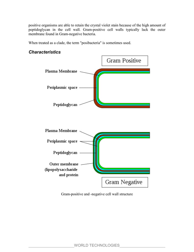 Chapter 2 Gram-Negative Bacteria and Gram-Positive Bacteria Gram-negative bacteria ( PDFDrive ).pdf