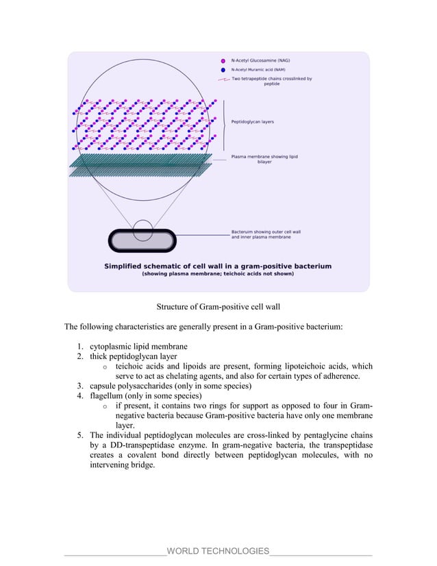 Chapter 2 Gram-Negative Bacteria and Gram-Positive Bacteria Gram-negative bacteria ( PDFDrive ).pdf