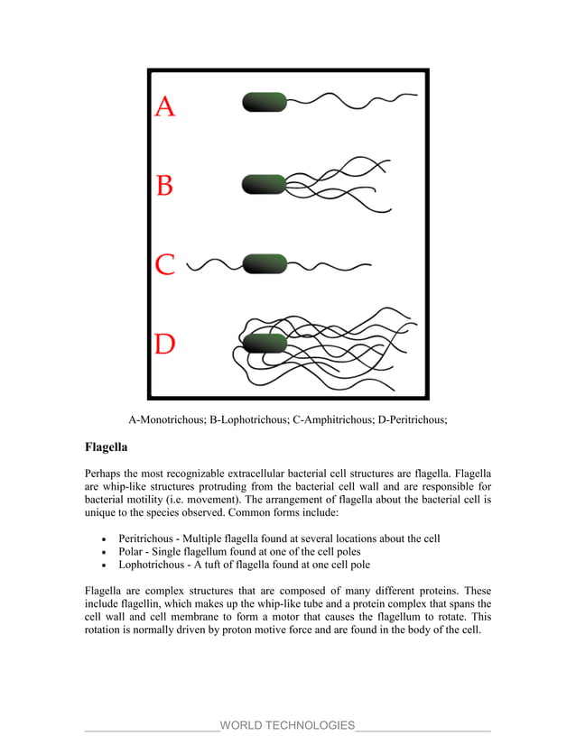 Chapter 2 Gram-Negative Bacteria and Gram-Positive Bacteria Gram-negative bacteria ( PDFDrive ).pdf