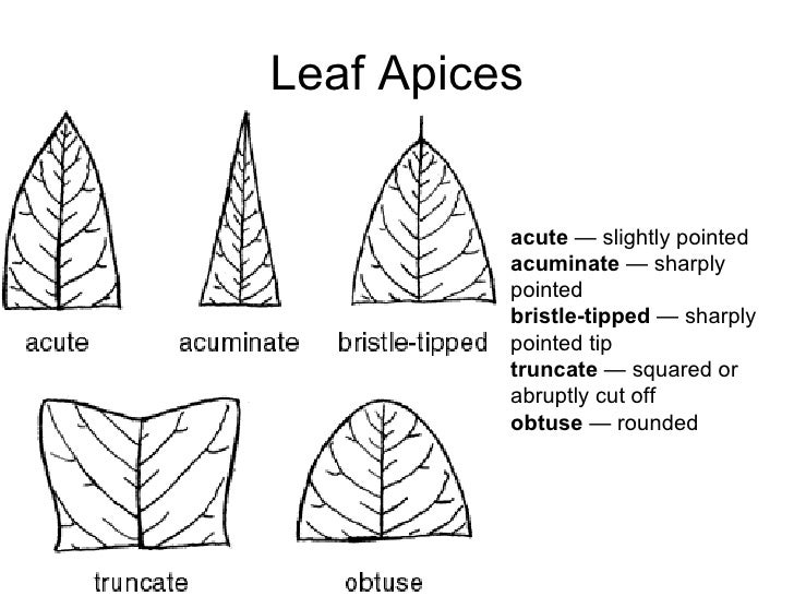 Chapter 2 identification 09