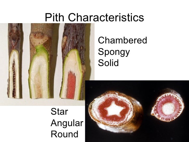 Chapter 2 identification 09