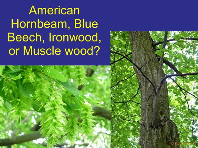 Chapter 2 identification | PPT