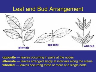 Chapter 2 identification | PPT