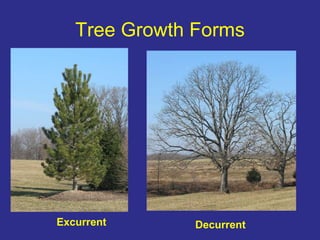 Chapter 2 identification | PPT