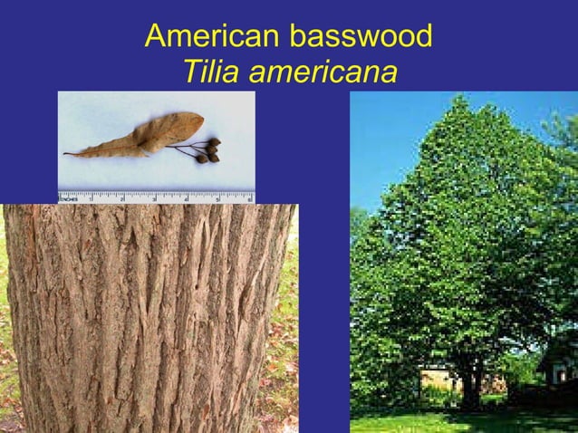 Chapter 2 identification | PPT