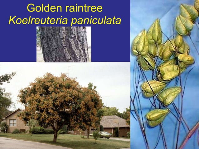 Chapter 2 identification | PPT