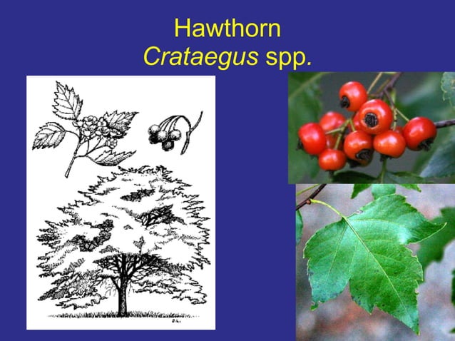 Chapter 2 identification | PPT