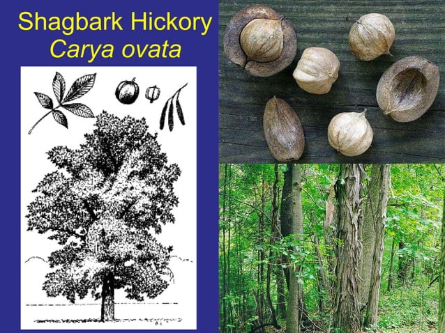 Chapter 2 identification | PPT