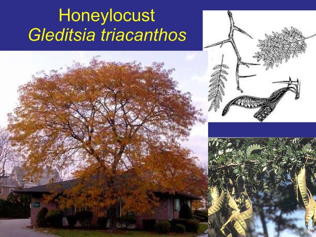 Chapter 2 identification | PPT