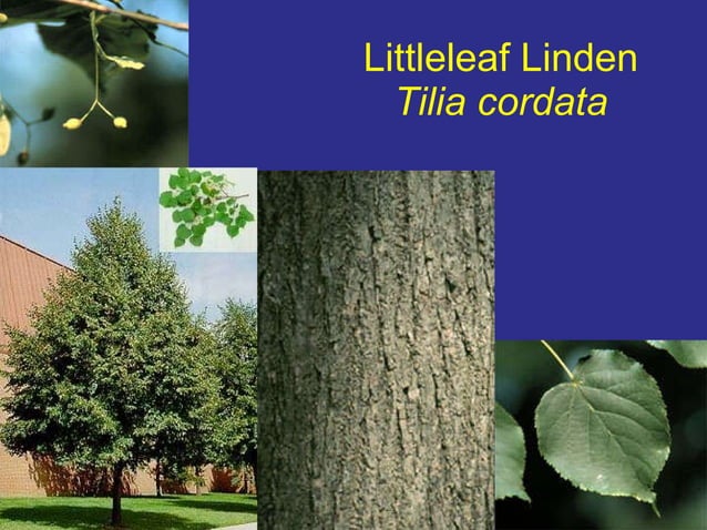 Chapter 2 identification | PPT