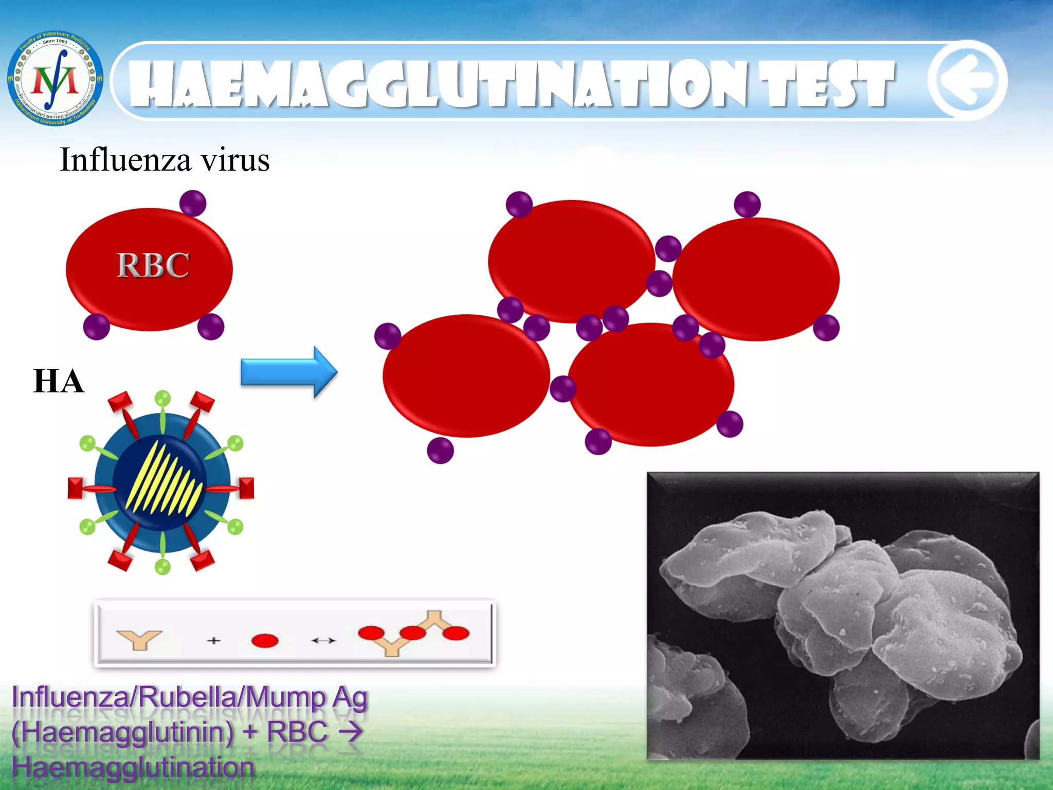 Chapter2 immuno lab presentation | PDF