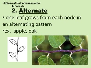 Biology Lesson 2.1 | PPT