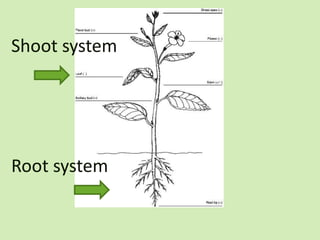 Biology Lesson 2.1 | PPT