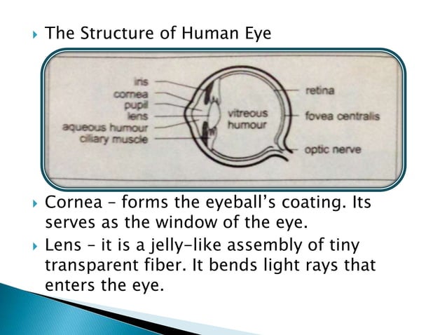 light and sight | PPTX
