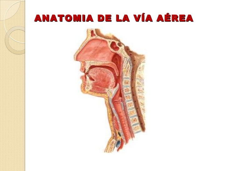 Chapter 2 Manejo de vía aérea