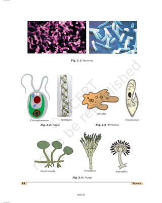 chapter 2 microoorgamnism.pdf | Food & Drink