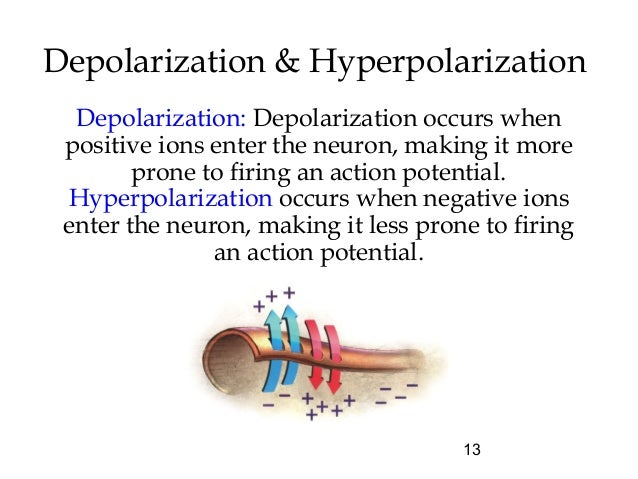Depolarization Action Potential Neuron Psychology