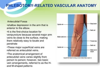 phlebotomy related vascular anatomy | PPTX