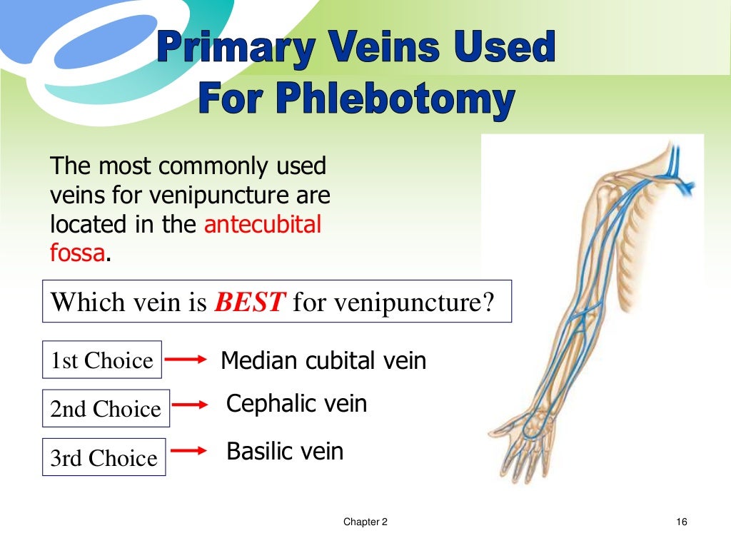 phlebotomy related vascular anatomy