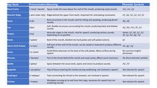 CHAPTER 2 Phonetics_Linguistics for L teachers.pptx