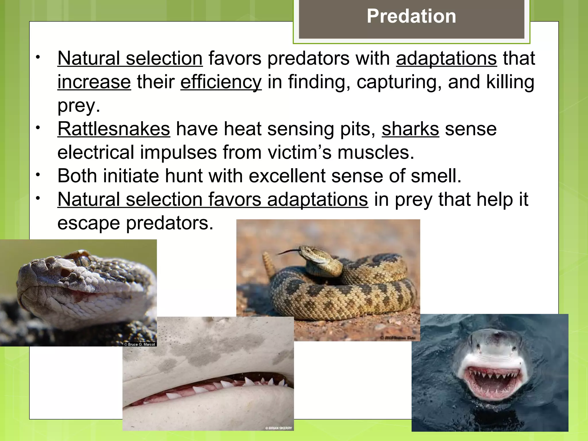 Glencoe Biology Chapter 2 Principles of Ecology | PPT