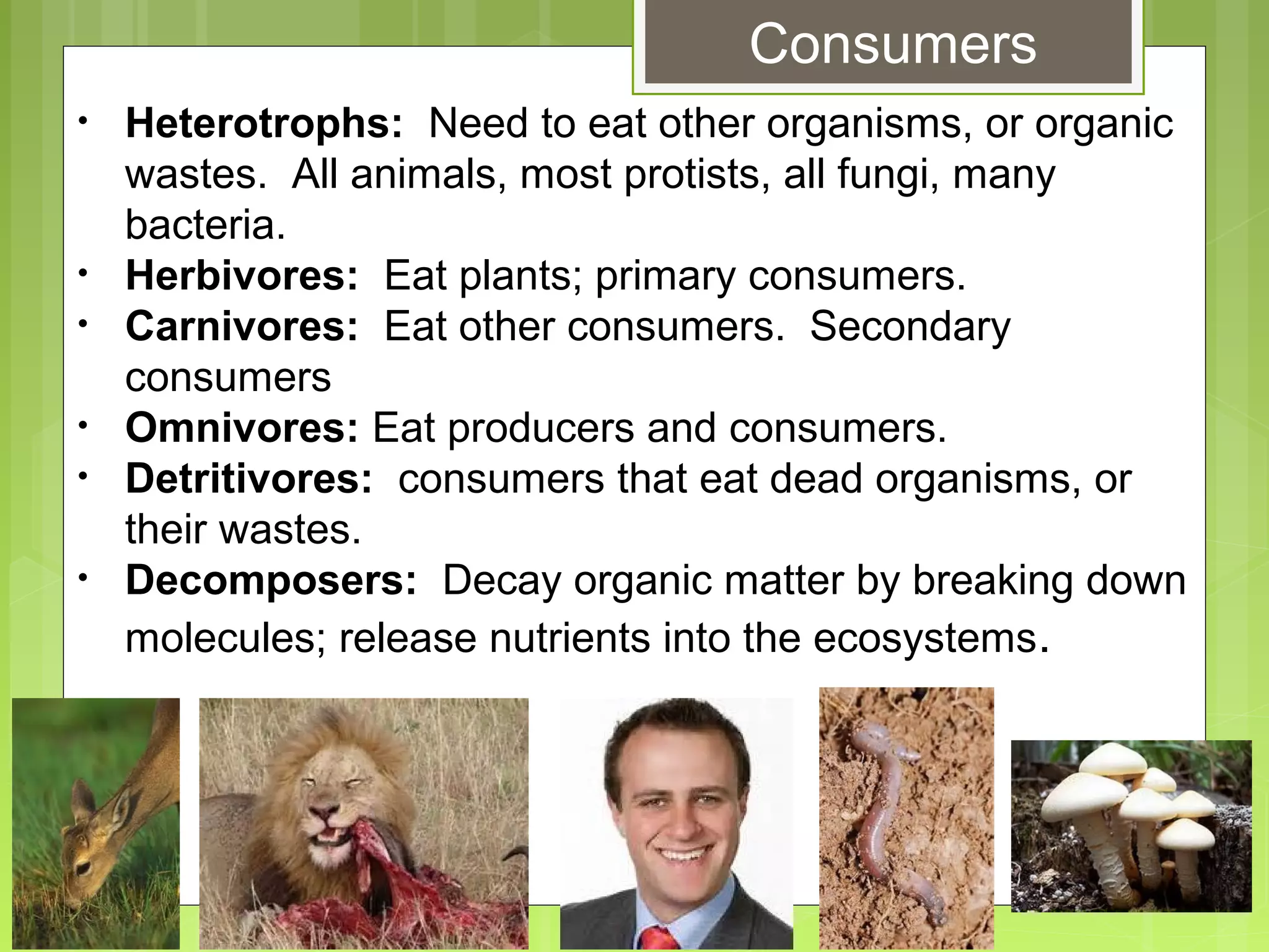 Glencoe Biology Chapter 2 Principles of Ecology | PPT