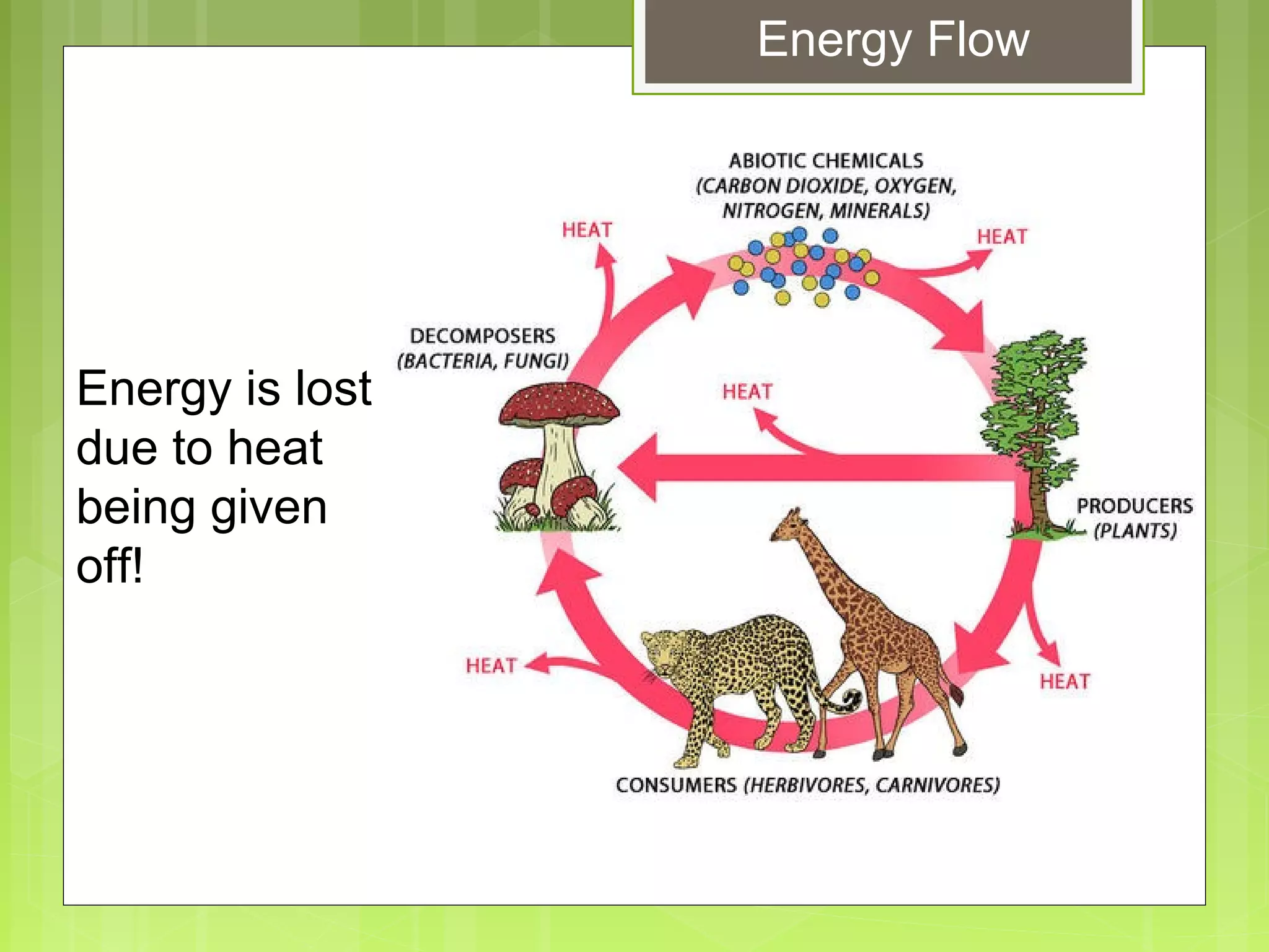 Glencoe Biology Chapter 2 Principles of Ecology | PPT