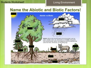 Glencoe Biology Chapter 2 Principles of Ecology | PPT