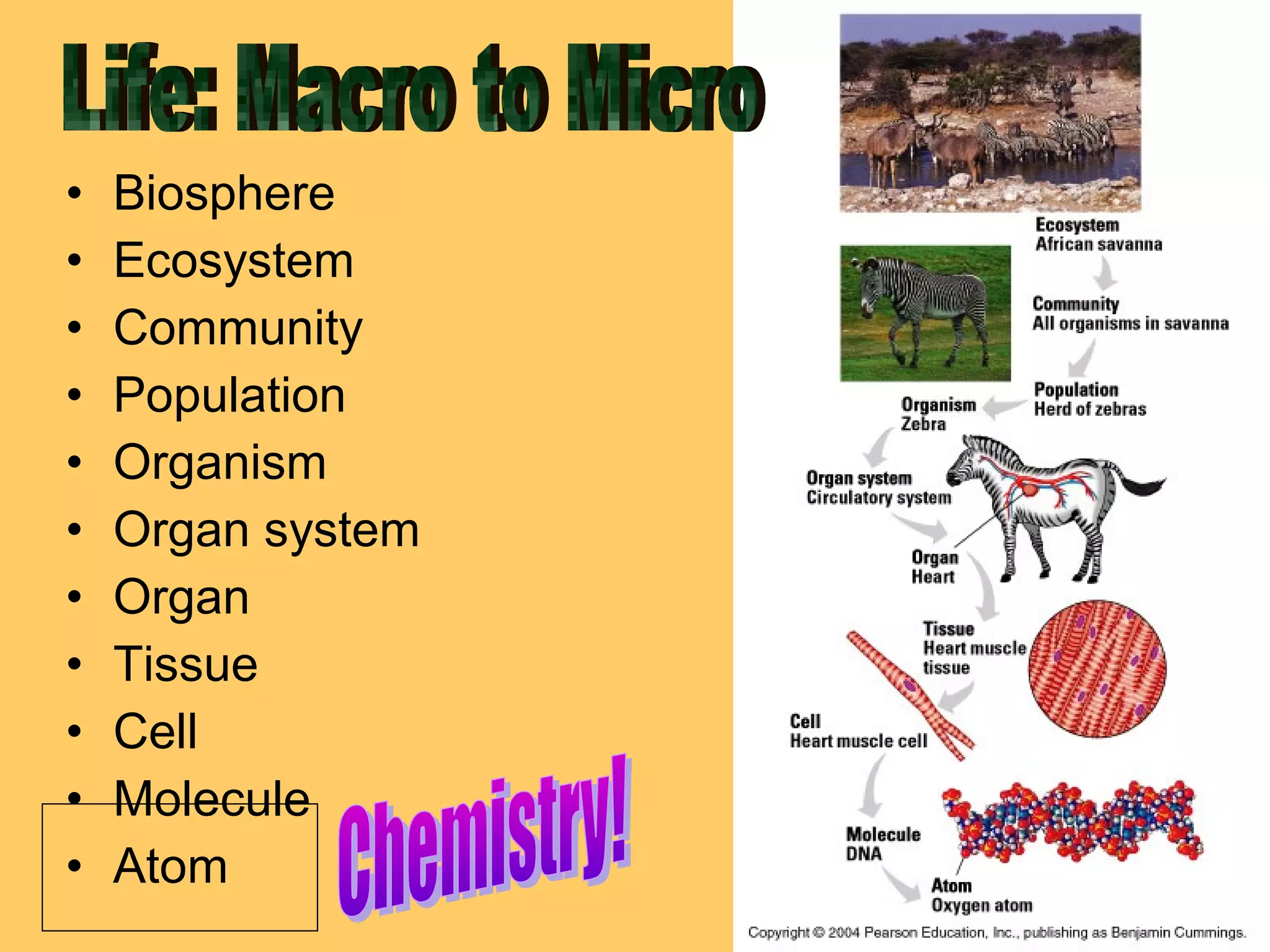 Chapter 2 - Chemistry of Life | PPT | Chemistry | Science