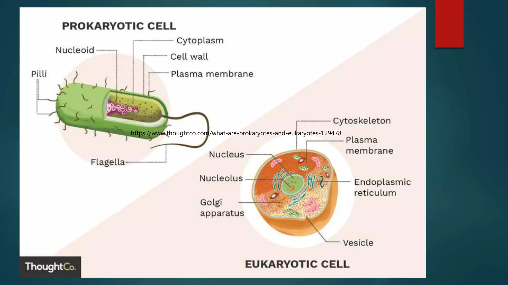 Chapter 2 Prokaryotic and Eukaryotic Cells | PPTX