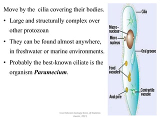 Chapter 2 protozoa and their phylum to get | PDF