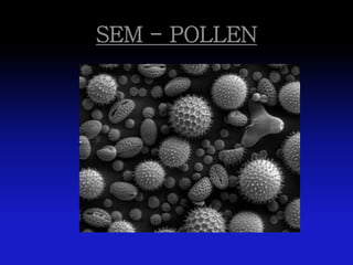 Chapter 2 section 2 (2011): Viewing Cells | PPT