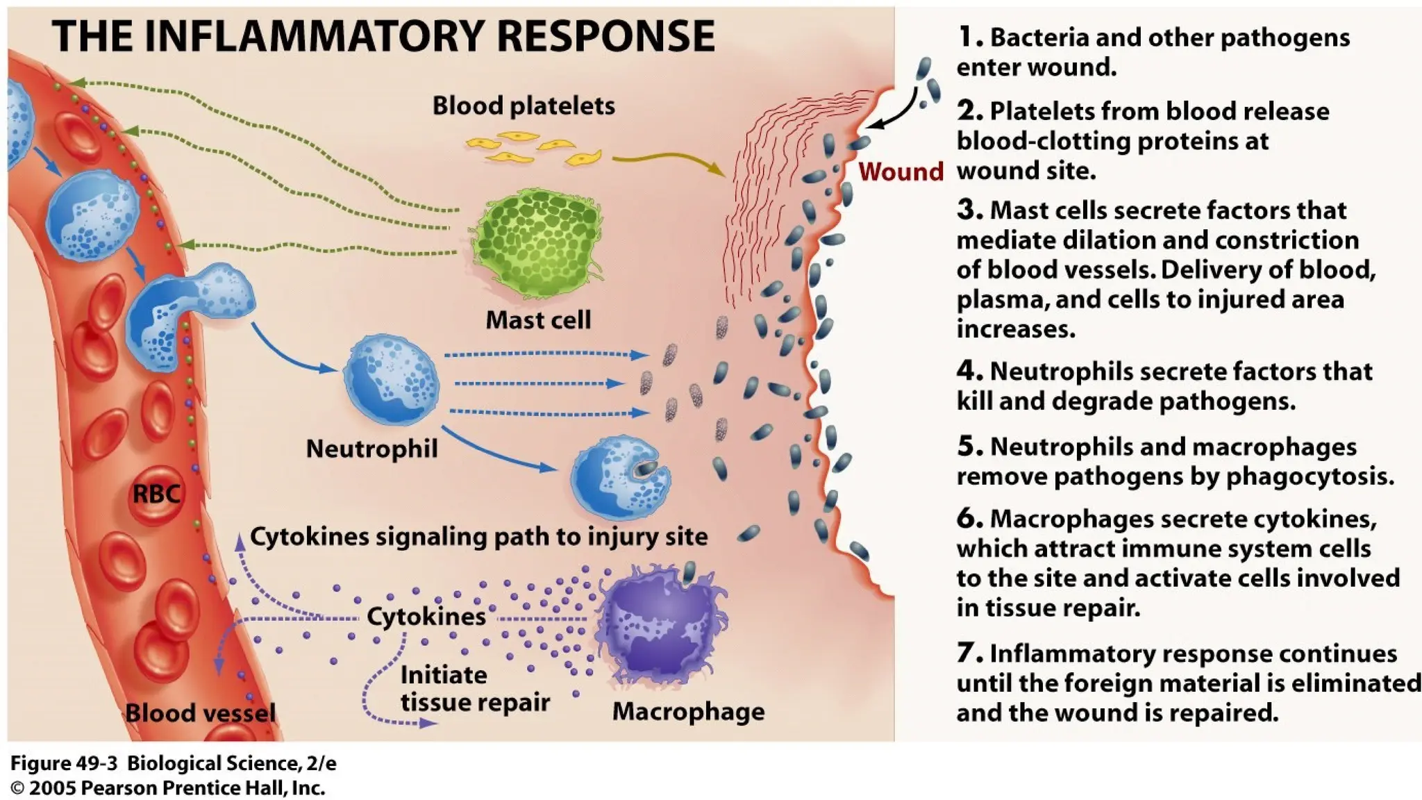 Chapter 2 The innate immune response.pdf