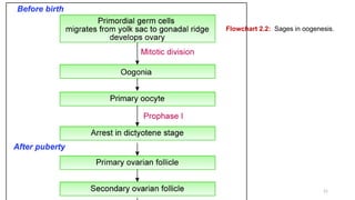 ANATOMY EMBRYOLOGY CHAPTER 2 POWER POINT PRESENTATION | PPT