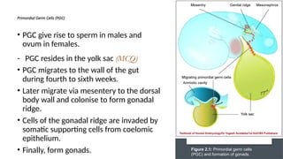 ANATOMY EMBRYOLOGY CHAPTER 2 POWER POINT PRESENTATION | PPTX