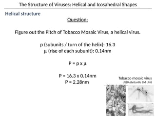 Chapter 2 viral structure and classification.pptx