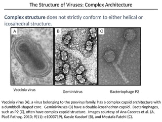 Chapter 2 viral structure and classification.pptx