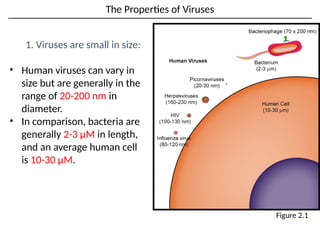 Chapter 2 viral structure and classification.pptx