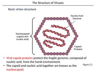 Chapter 2 viral structure and classification.pptx