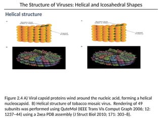 Chapter 2 viral structure and classification.pptx