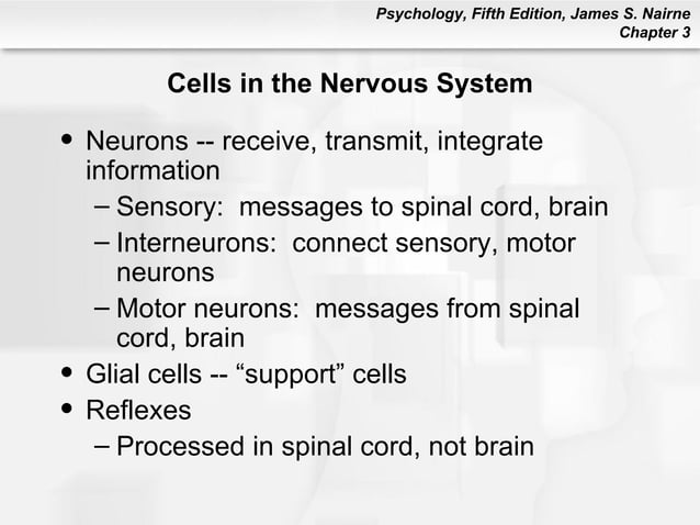 Psychology 101: Chapter3 | PPT | Brain and Nervous System Disorders | Diseases and Conditions