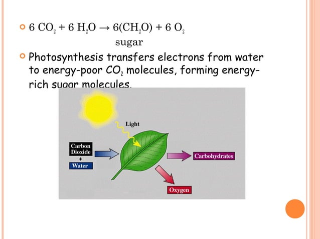 Chapter 3 Biological Molecules | PPT | Chemistry | Science